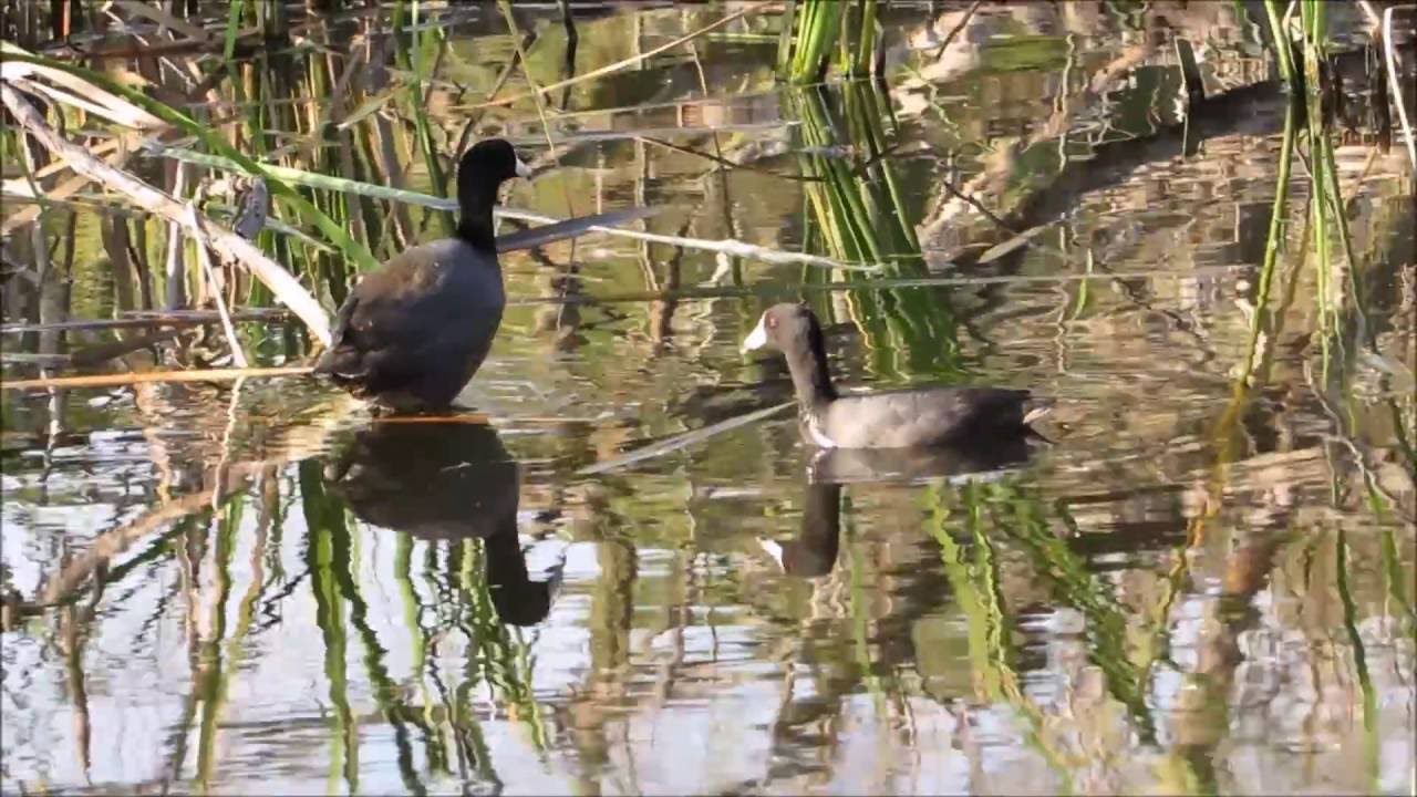 Juvenile Alligator Goes into Gator Hole & American Coots Pinckney ...