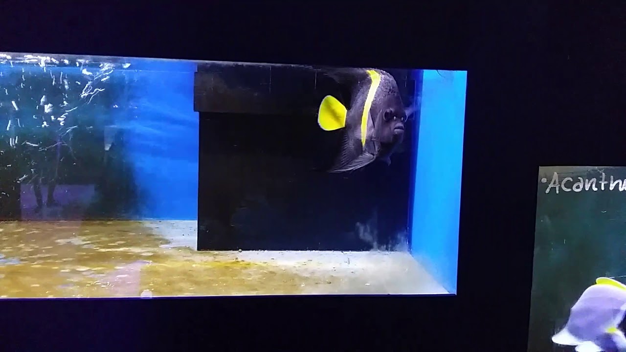 Arusetta asfur da oceano blu snc a Viterbo - YouTube