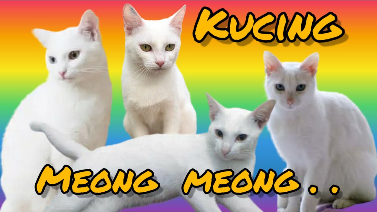 Kucing ||kucing meong meong ||lagu malu sama kucing meong meong ||lagu ...