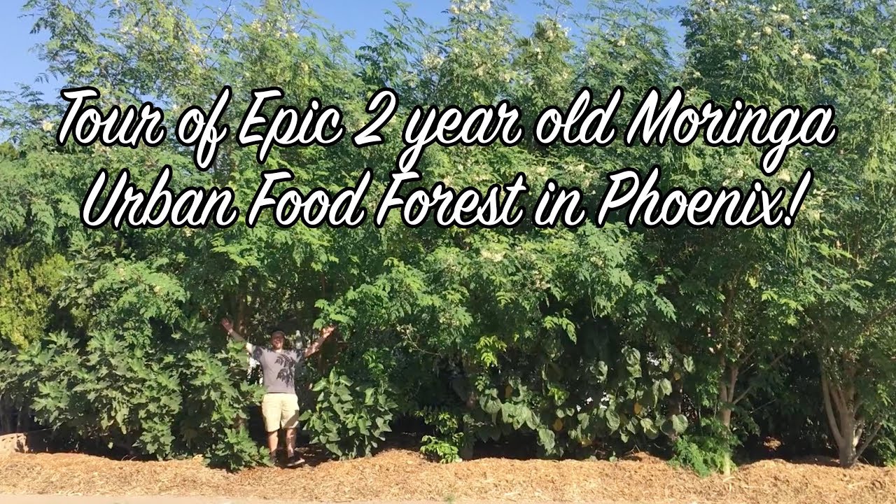 Ep103 - Tour of Epic 2 year old Moringa Urban Food Forest in Phoenix ...