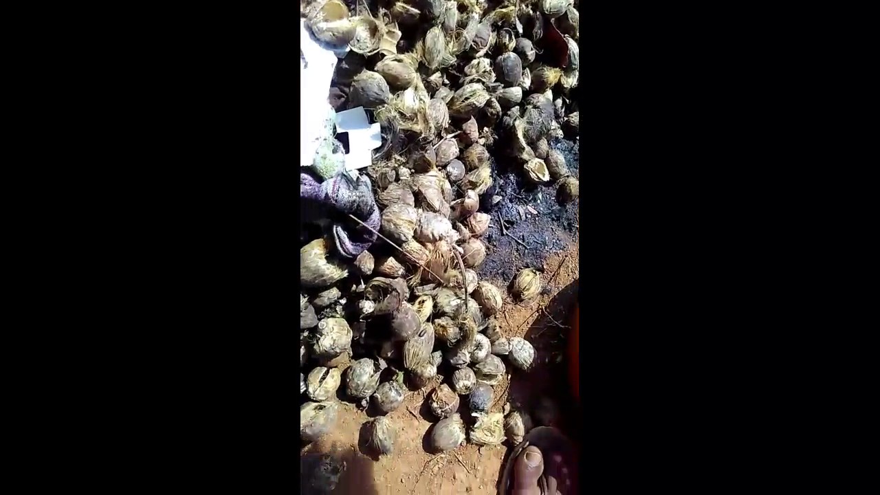 കോട്ടെരുമ kotteruma - YouTube