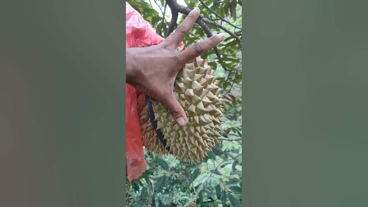 SENSASI PETIK BUAH DURIAN LANGSUNG DARI POHON NYA - YouTube