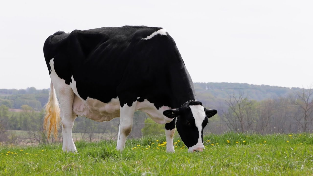 Star of the Breed: Budjon Farms - YouTube