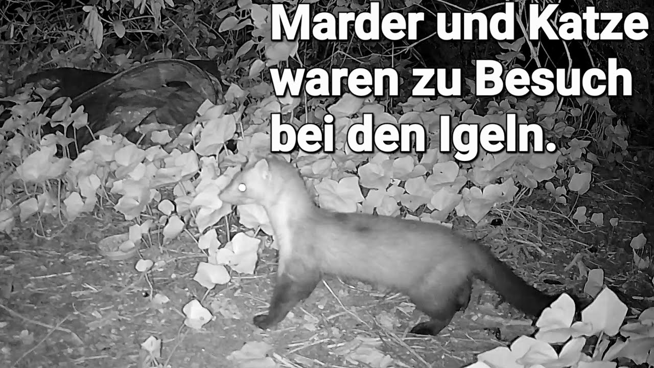 Grssenvergleich Marder Katze