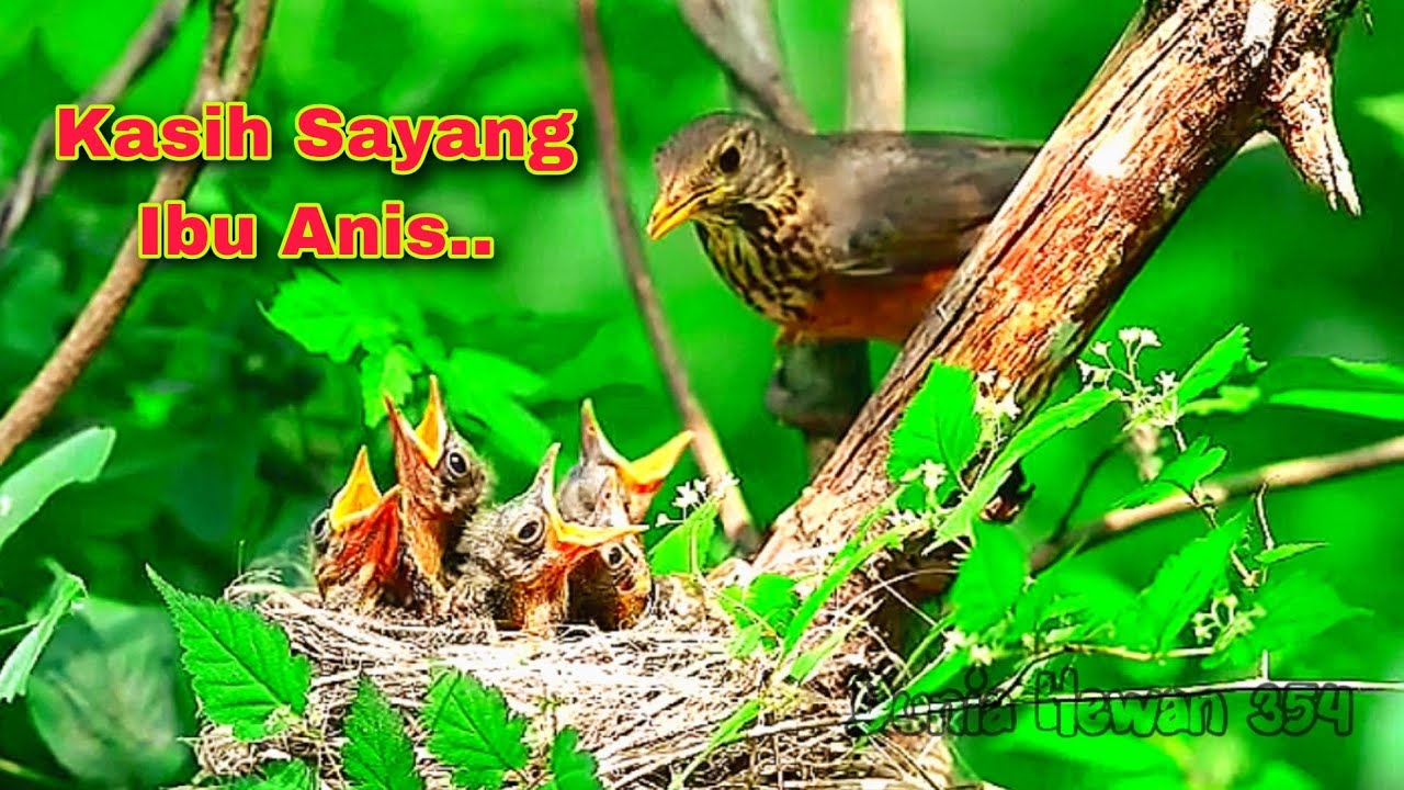 Burung Keluarga Anis Yang Berkembang Biak Di Alam Liar Jauh Dari ...