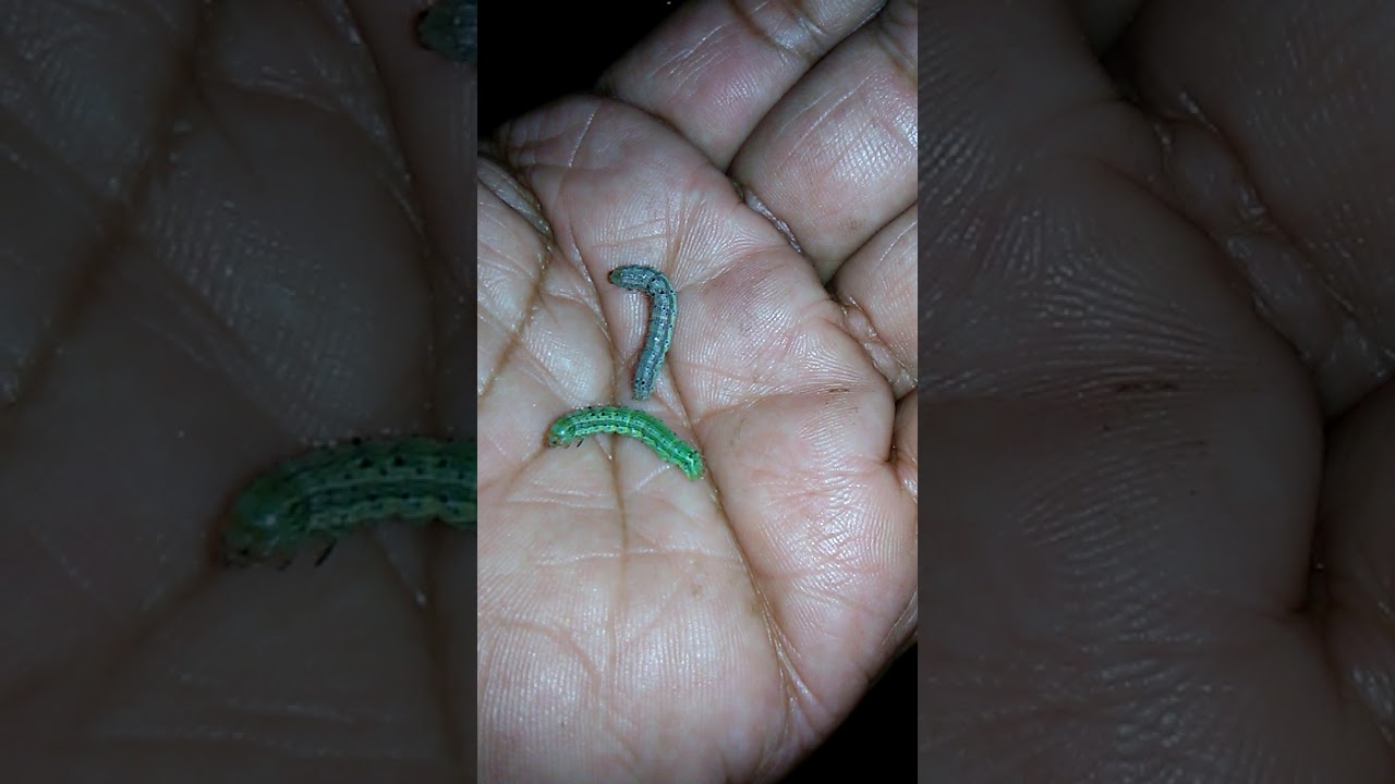 World championship of worm boxing! - YouTube