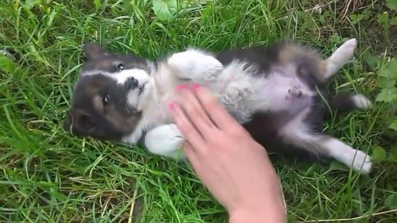 Story about homeless puppy 2016 HD - YouTube