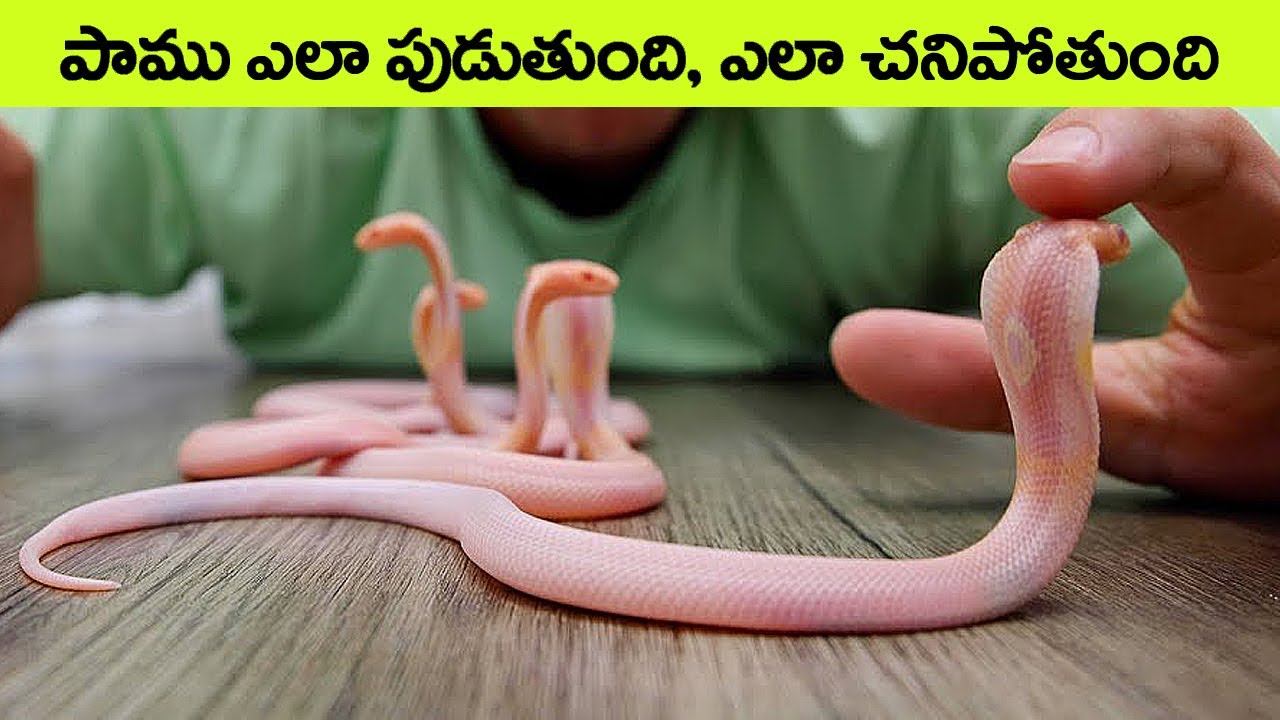 🔵 పాము ఎలా పుడుతుంది , ఎలా చనిపోతుంది | life cycle of snake | snake ...