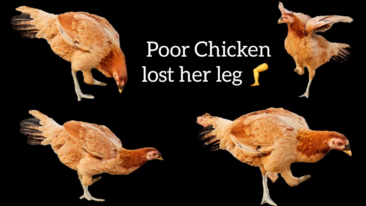 chicken lost one leg 🦵 and survived/chicken video/poultry farming ...