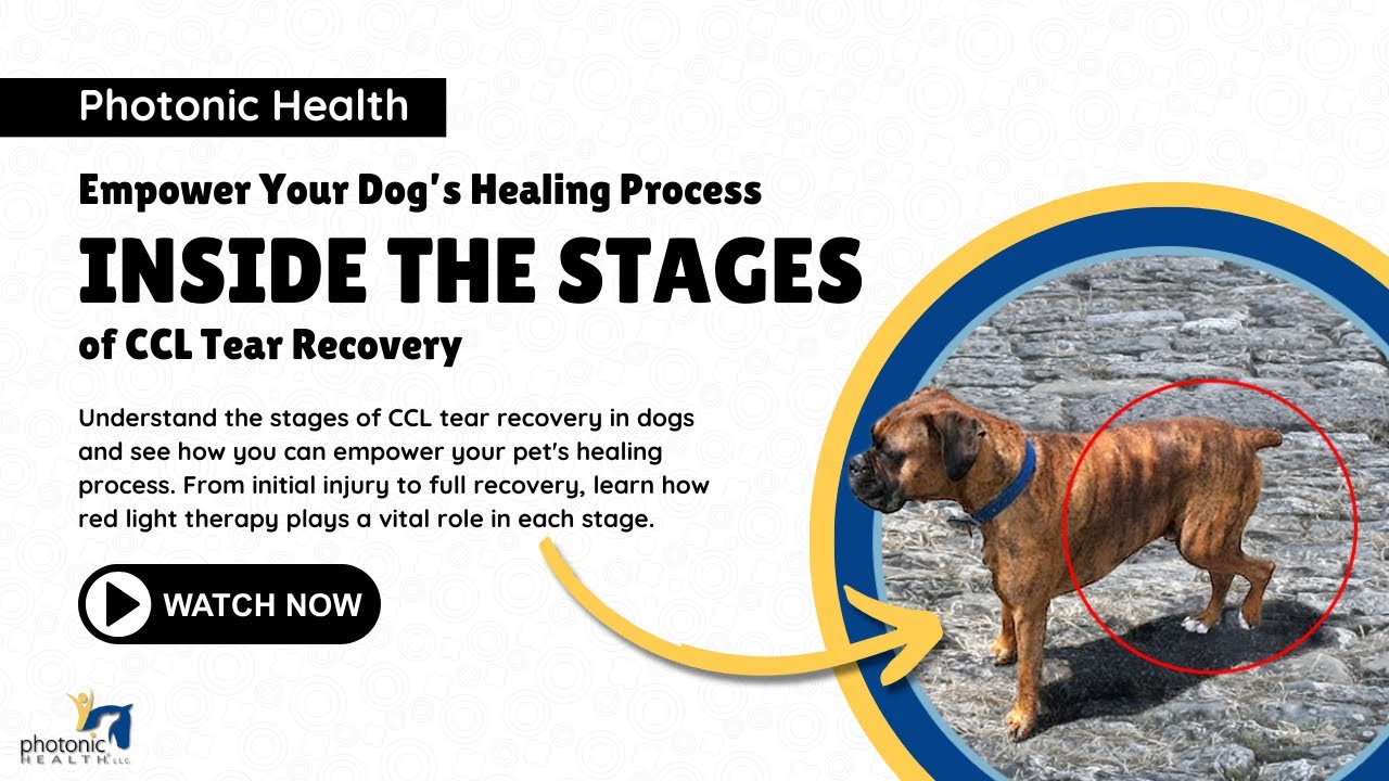 Empower Your Dog's Healing Process: Inside the Stages of CCL Tear ...