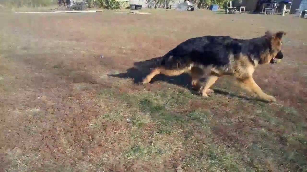 Roman - German Shepherd Dog Puppy for sale - YouTube