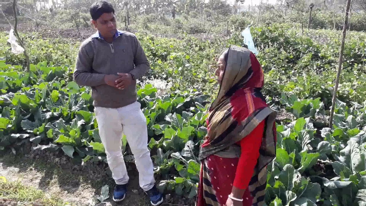 Climate smart vegetables production technology - YouTube