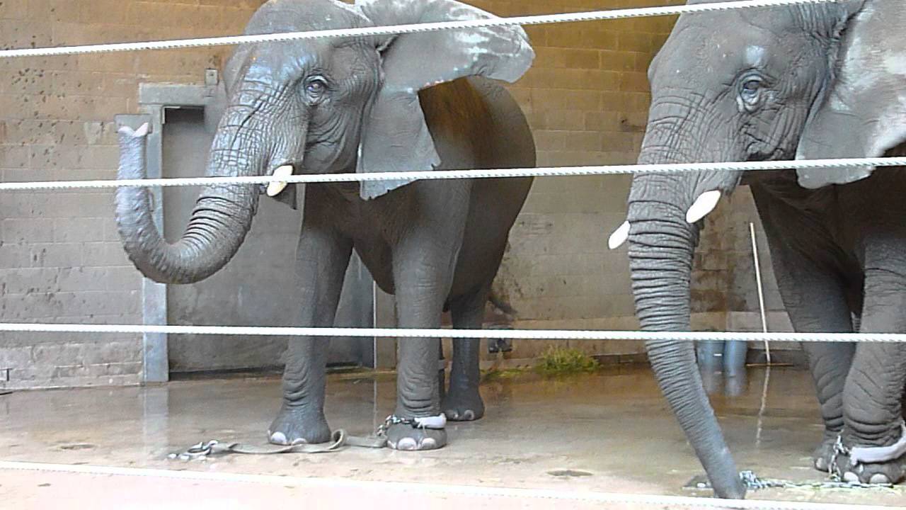 Elephants, Providence Zoo, Rhode Island, July 2013 - YouTube