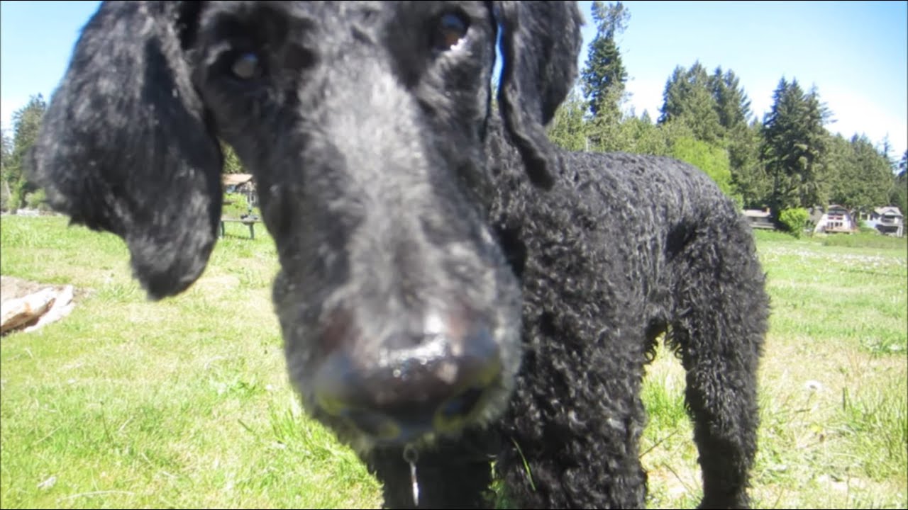 Dilly does the fetch thing - YouTube