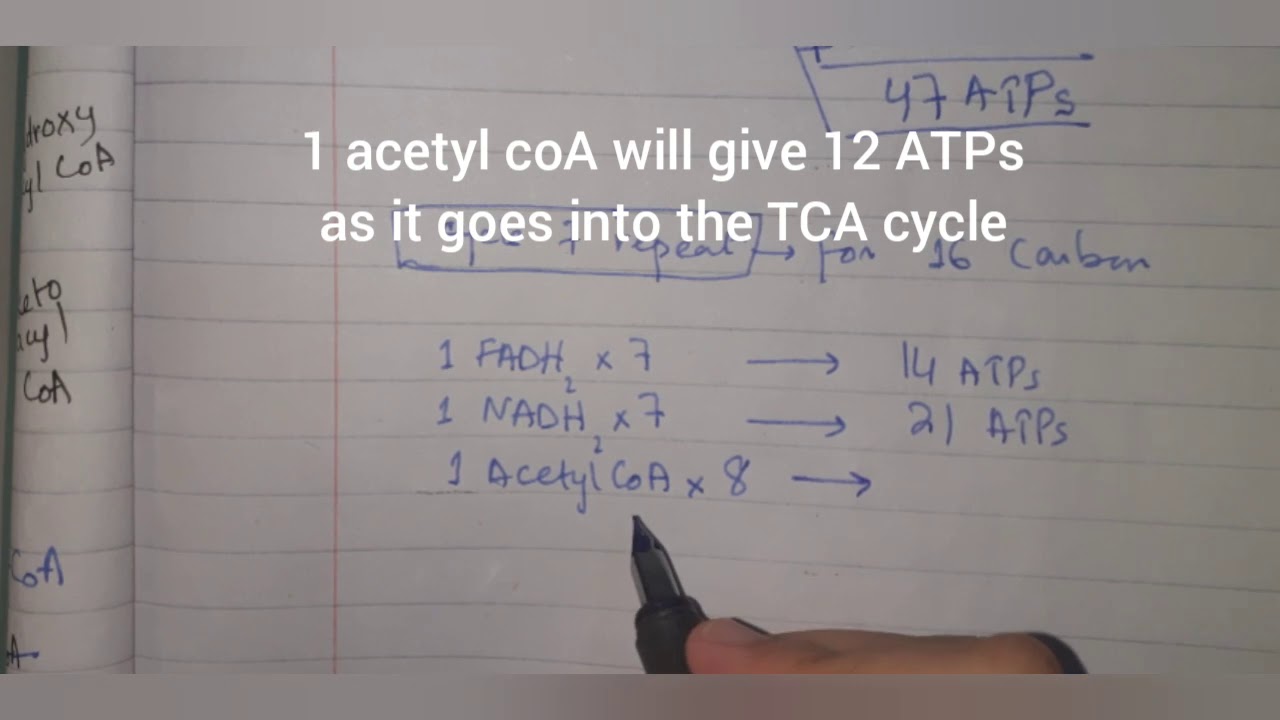 Beta oxidation of fatty acid part 2 |Even chain fatty acid | ATP ...