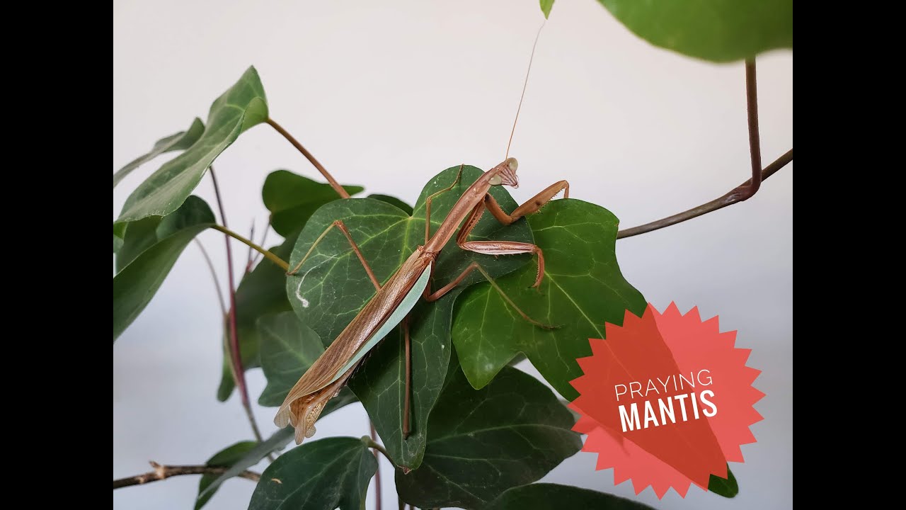 Praying Mantis Care and Setup - YouTube