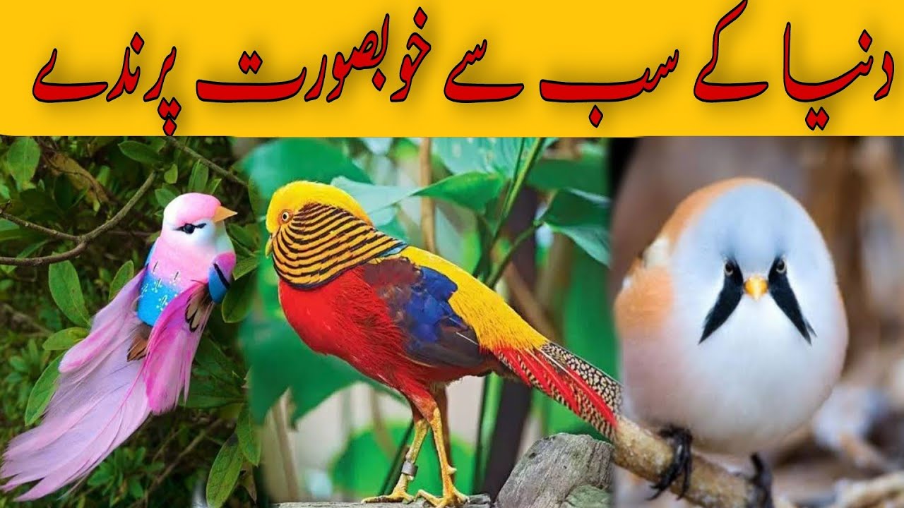 Most Beautiful Bird's Of The World | (urdu/hindi) | @AsifAliTV1 - YouTube