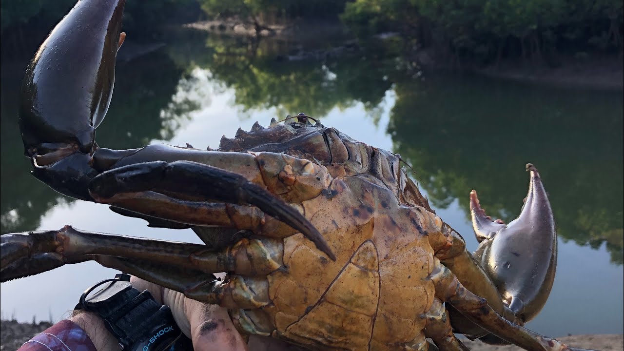 Land Based Mud Crabbing For Big Rusty Bucks Near Darwin City - YouTube