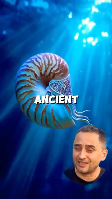 Nautilus“Ancient spiral in modern seas”(Nautilus pompilius) - YouTube
