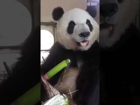 panda lucu yang lagi makan bambu gemesin