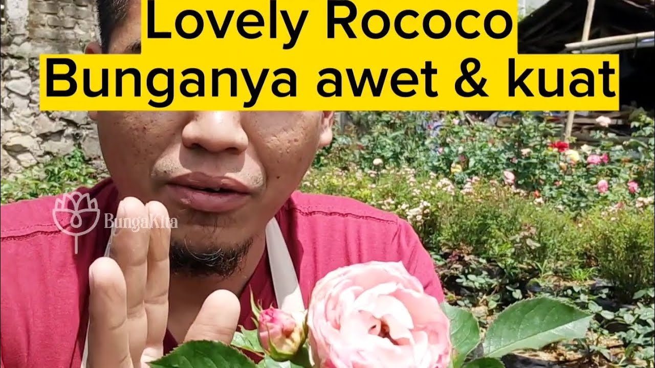 BUNGA MAWAR INI MEKARNYA AWET BANGET DAN TAHAN BANTING | MAWAR LOVELY ...