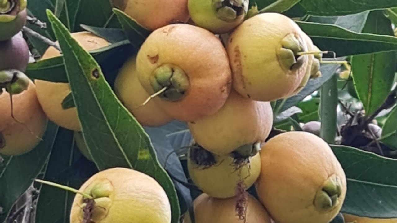 pe de jambo amarelo carregado de frutos uma delícia. - YouTube