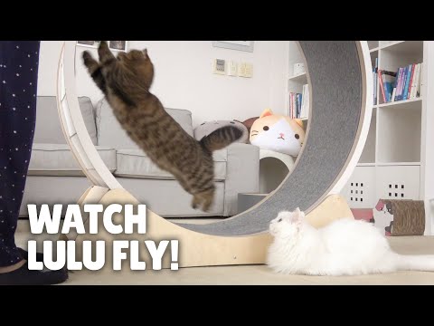 Hadi, LuLu, Hadi! Kedi egzersiz tekerleği! | Kittisaurus