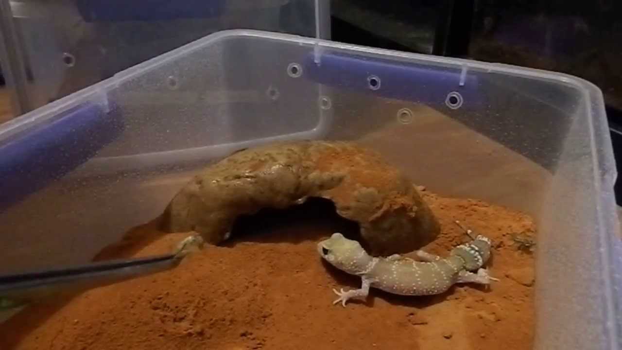 Thick Tail Gecko *Basic Care Guide* - YouTube