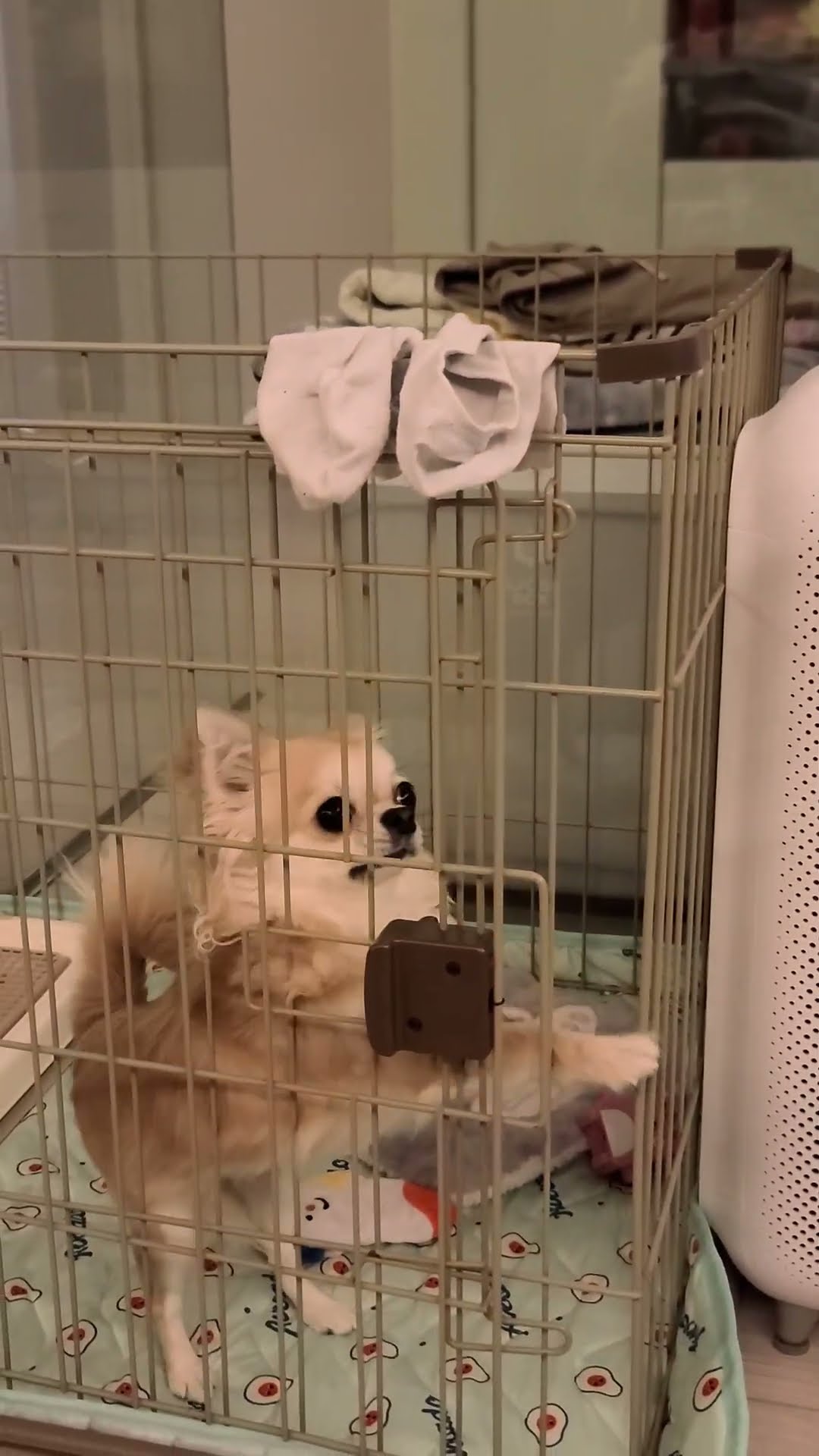 Random Dog Videos 12#dog - YouTube