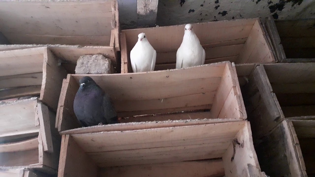 लम्बी उड़ान वाली कबूतर कैसी होती है (Highest fly pigeons) - YouTube