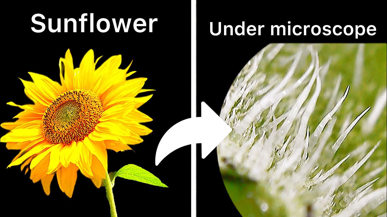 Sunflower Under a Microscope/asmr/animals/close-up/ASMR/micro/macro ...