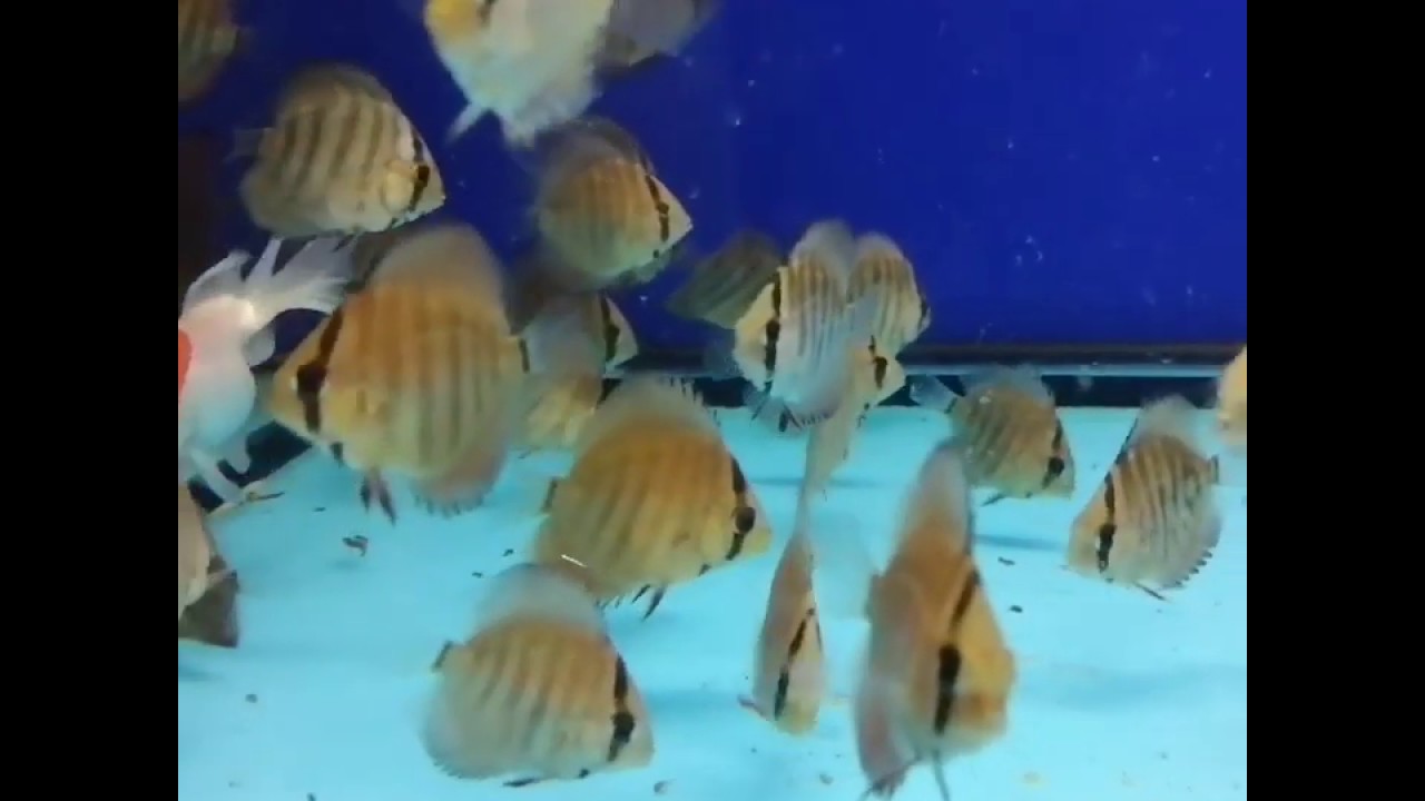 Blue Face Sun Merah Discus Yavruları - YouTube