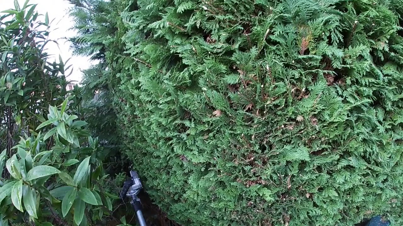 Conifer trimming🌲 ️🍃 - YouTube
