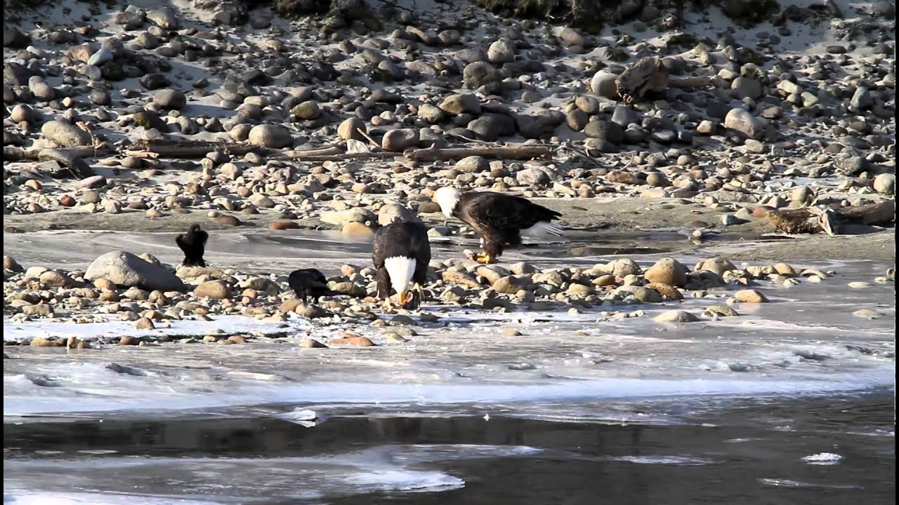 Bald Eagles - Brackendale, British Columbia - YouTube