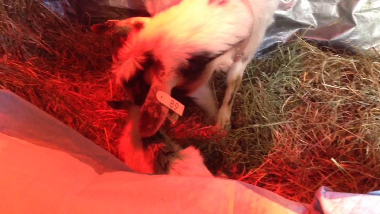 Nigerian dwarf giving birth part 2 - YouTube