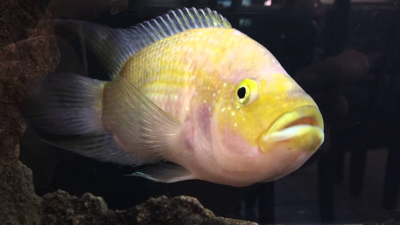 Gold Jack Dempsey Male (Rocio Octofasciata) - YouTube