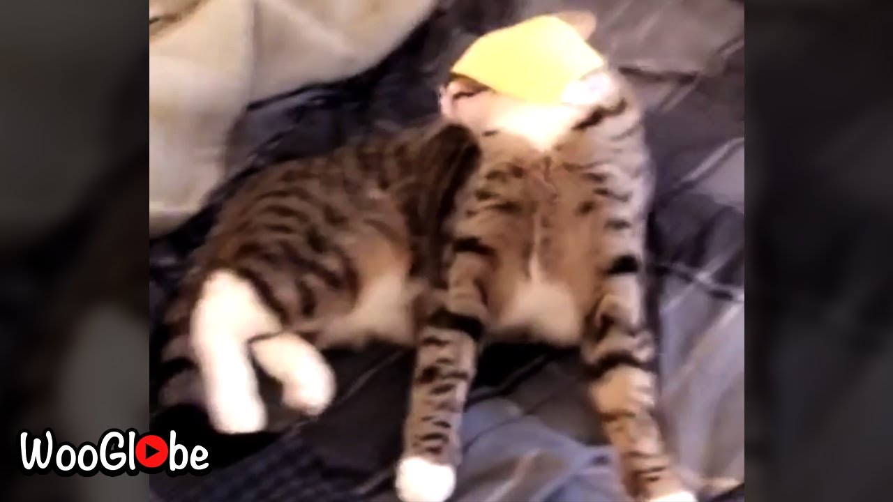 Funny Cheese Challange On Cat - YouTube