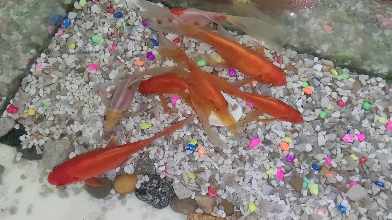 My cute little (GOLD) Fish,s - YouTube