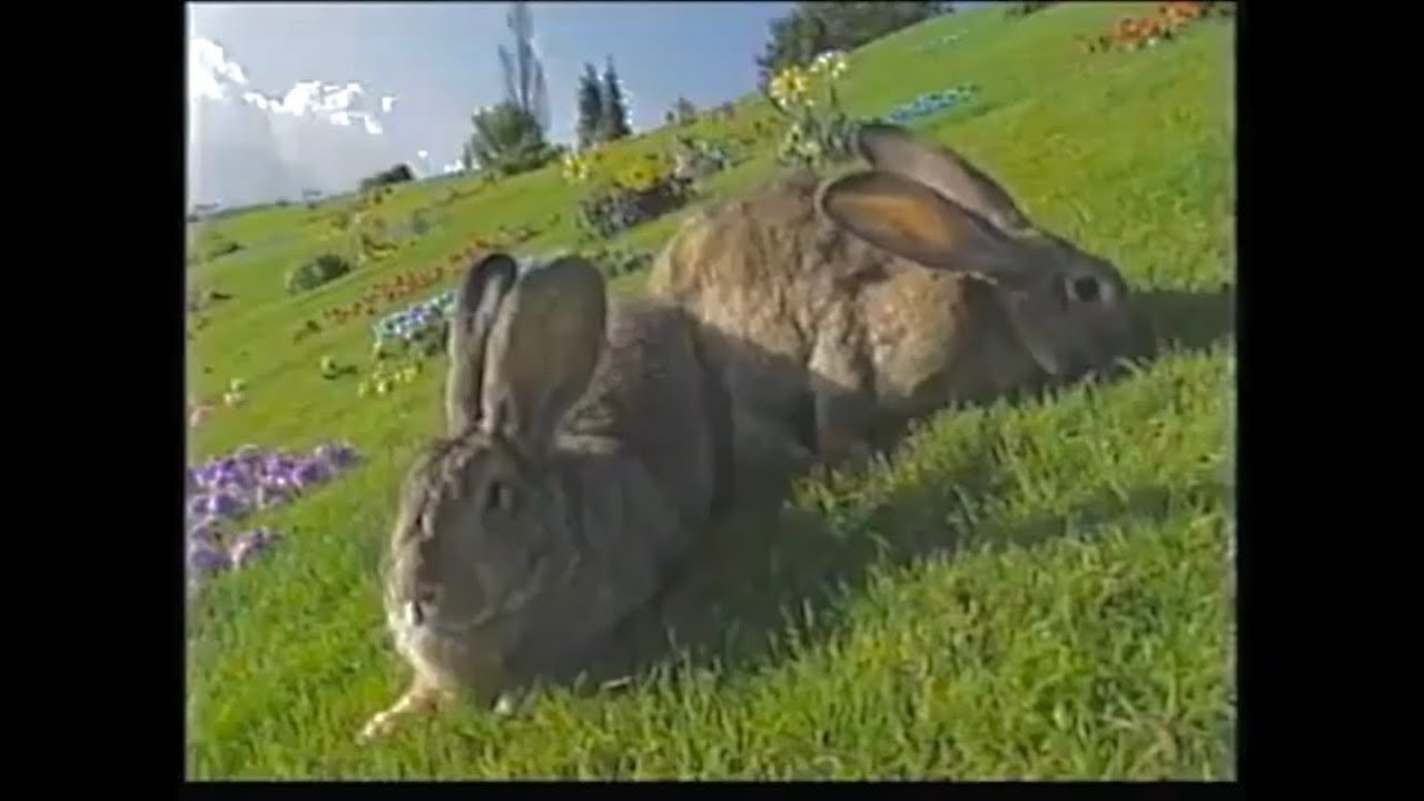 Teletubbies: Nursery Rhymes (VHS UK) (Full) - YouTube