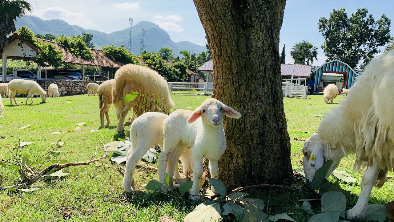 SWISS SHEEP FARM, Suan Phueng, Ratchaburi, Thailand - YouTube