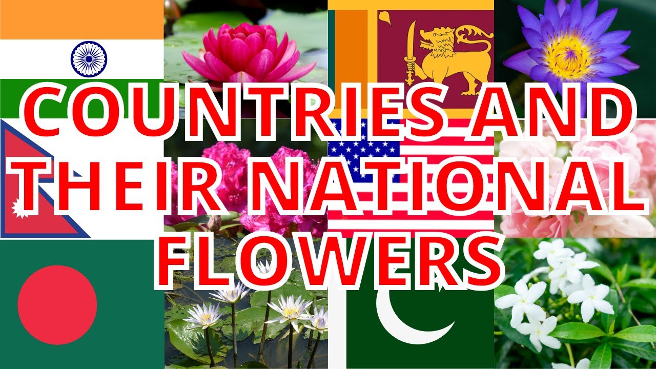National flower of different countries in the world - YouTube