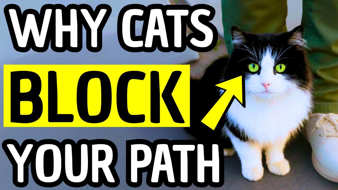 Why Cats Block Your Path: 10 Reasons You Don't Know - YouTube