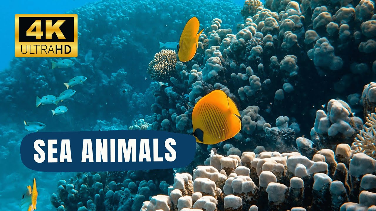 Aquarium 4K VIDEO (ULTRA HD) 🐠 Sea Animals With Relaxing Music - Rare ...