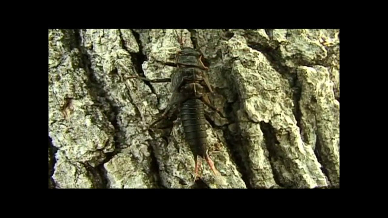 BoU 3 Plecotteri - YouTube