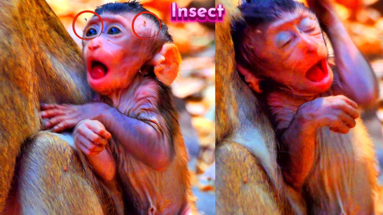 Insect Bites Poor Baby Monkey's Face, Mommy No Help...! Vānarāḥ-KH ...