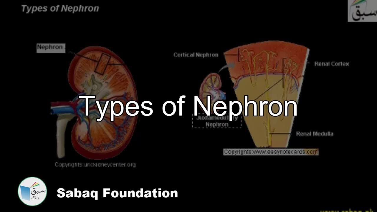 Type of Nephron, Biology Lecture | Sabaq.pk - YouTube