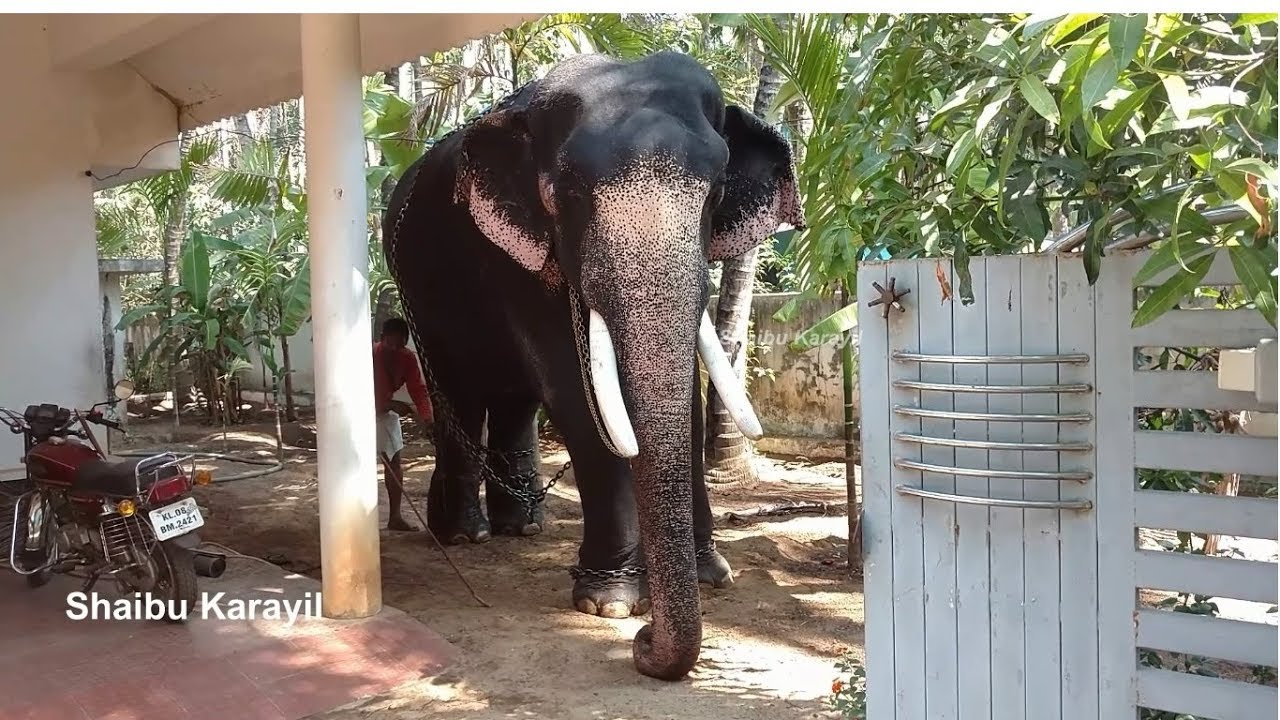 കണ്ടു മതിവരാത്ത അസ്സൽ ആനപ്പിറവി!!! | ഒല്ലൂക്കര ജയറാം | OLLUKKARA ...