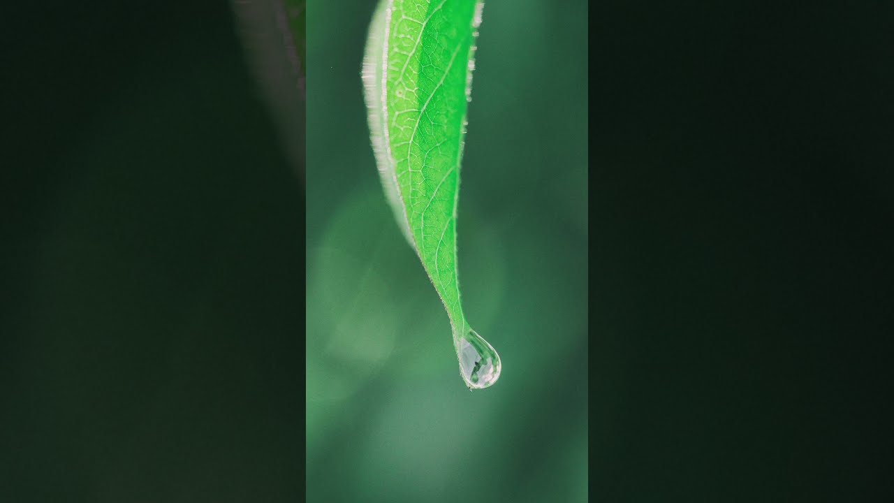 Sweating Plant - YouTube