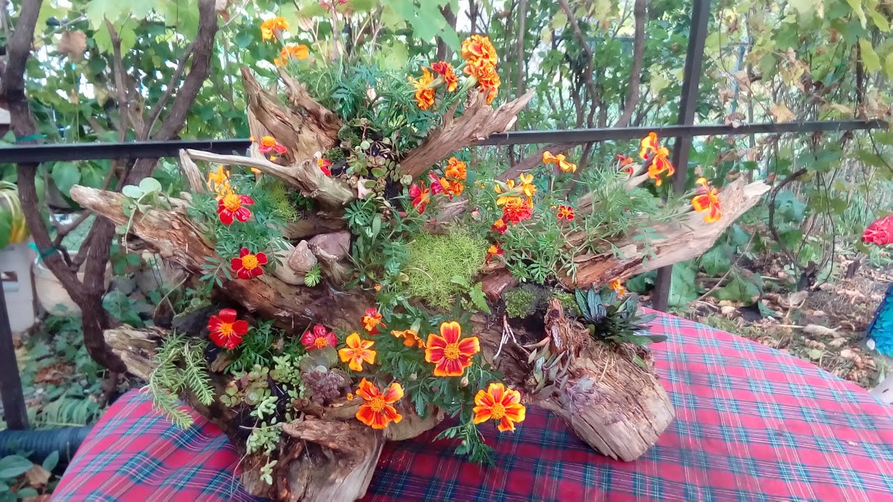 Flower arrangement/decorations on dry root, bark, stump, drift wood ...