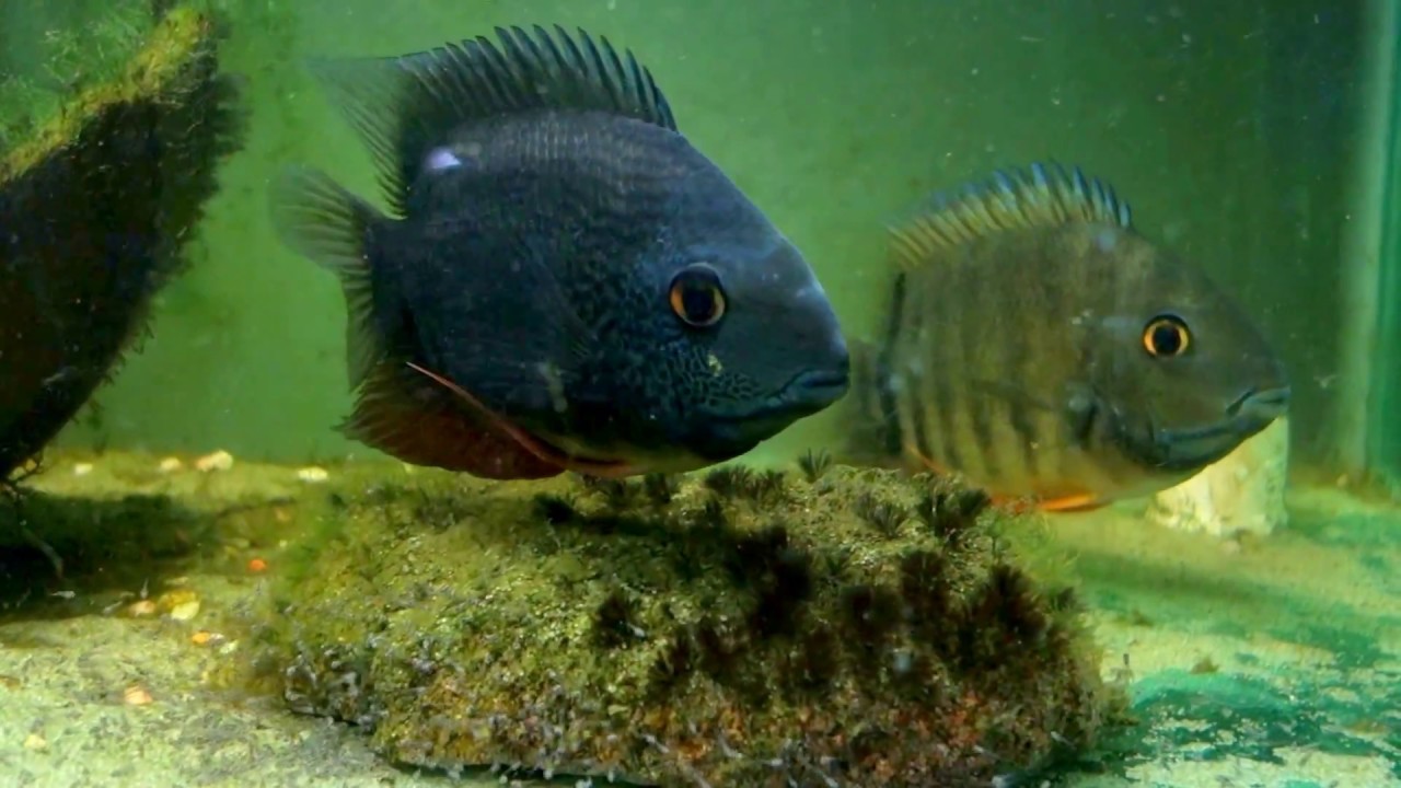 Heros efasciatus / Green Severum: young pair with fry - YouTube